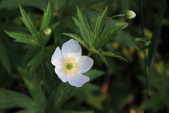 Sten Bilder – Durchsuchen 1,133 Archivfotos, Vektorgrafiken und Videos ...