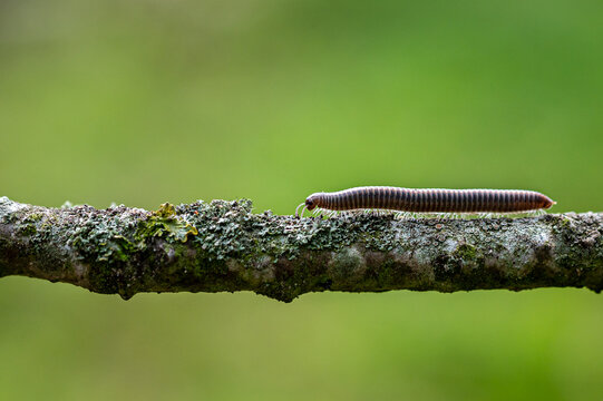 「Miriapod」の画像 - 2,712 件の Stock 写真、ベクターおよびビデオ | Adobe Stock