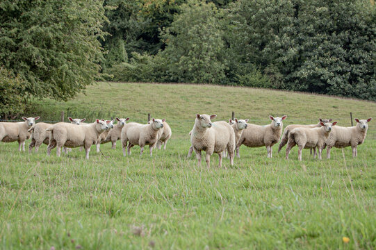 Green Pasture Sheep Images – Browse 149,253 Stock Photos, Vectors, and ...
