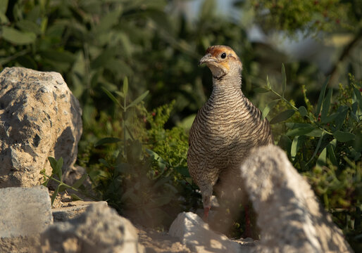 รูปภาพPerdicinae – เลือกดูภาพถ่ายสต็อก เวกเตอร์ และวิดีโอ271 | Adobe Stock