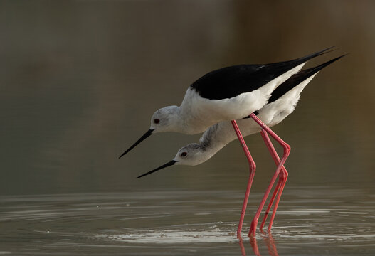 「Neoaves」の画像 - 1,144 件の Stock 写真、ベクターおよびビデオ | Adobe Stock