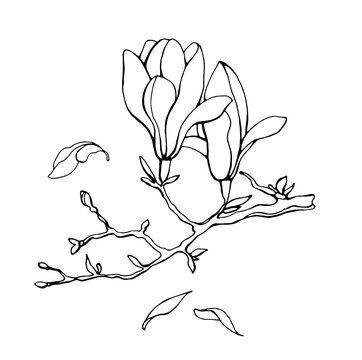 Magnolia Tree Drawing Images – Browse 37,347 Stock Photos, Vectors, and ...