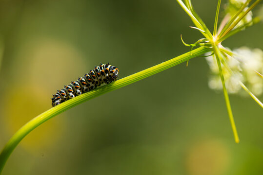 รูปภาพWurm – เลือกดูภาพถ่ายสต็อก เวกเตอร์ และวิดีโอ7,227 | Adobe Stock
