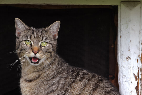 Katzengebiss-Bilder: Stock-Fotos & -Videos. | Adobe Stock