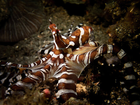 รูปภาพWunderpus – เลือกดูภาพถ่ายสต็อก เวกเตอร์ และวิดีโอ290 | Adobe Stock