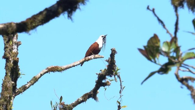 「Bellbird」の写真素材 | 457件の無料イラスト画像 | Adobe Stock