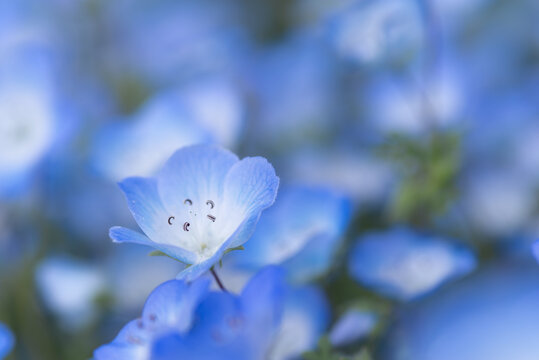 「青い花」の画像 - 776,885 件の Stock 写真、ベクターおよびビデオ | Adobe Stock
