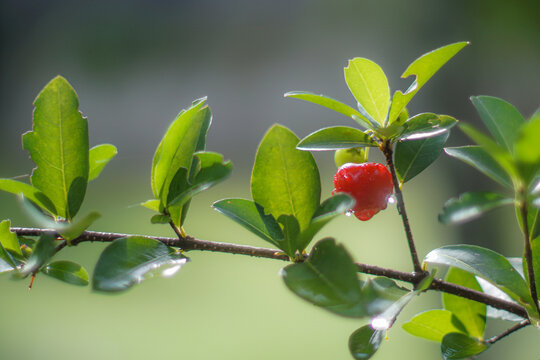 Anuradha photos, images, assets | Adobe Stock
