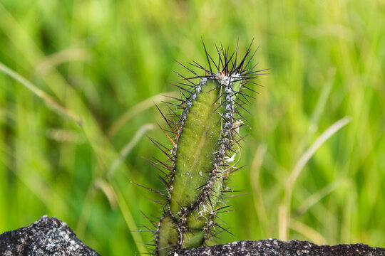 รูปภาพBom – เลือกดูภาพถ่ายสต็อก เวกเตอร์ และวิดีโอ22,953 | Adobe Stock