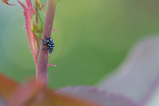 รูปภาพInstar – เลือกดูภาพถ่ายสต็อก เวกเตอร์ และวิดีโอ7,941 | Adobe Stock