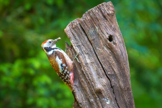 Medius Bilder – Durchsuchen 1,739 Archivfotos, Vektorgrafiken und ...