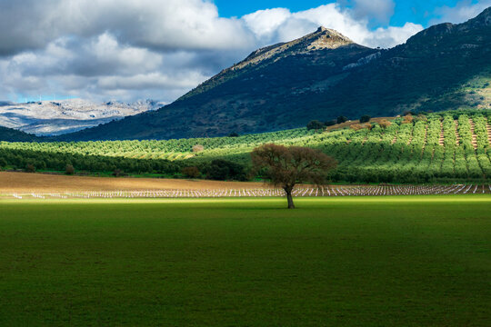รูปภาพTrabuco – เลือกดูภาพถ่ายสต็อก เวกเตอร์ และวิดีโอ123 | Adobe Stock