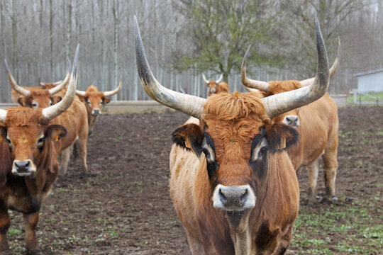 Cachena Images – Browse 1,022 Stock Photos, Vectors, and Video | Adobe ...