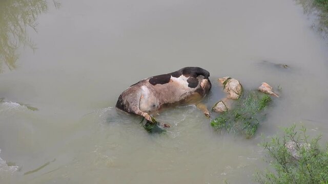 รูปภาพMilzbrand – เลือกดูภาพถ่ายสต็อก เวกเตอร์ และวิดีโอ106 | Adobe Stock