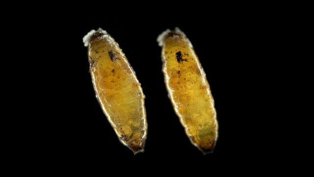 Saprophages Images – Browse 3,064 Stock Photos, Vectors, and Video ...