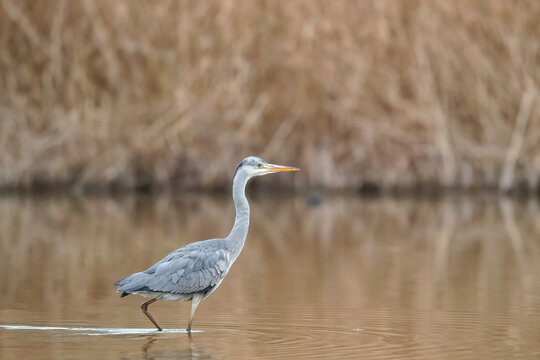 รูปภาพSchreiten – เลือกดูภาพถ่ายสต็อก เวกเตอร์ และวิดีโอ1,074 | Adobe Stock