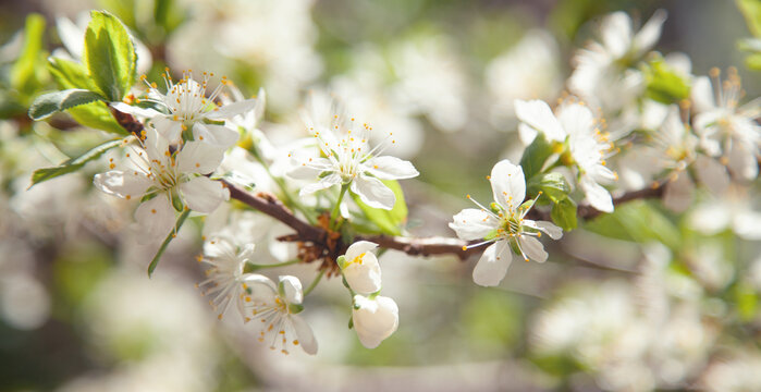 "Plums Tree" Images – Browse 296 Stock Photos, Vectors, and Video ...