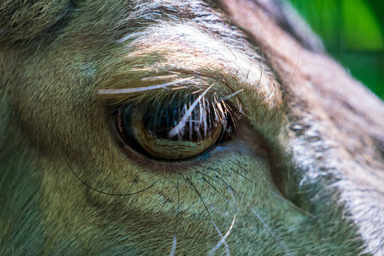 Rehauge Images – Browse 30 Stock Photos, Vectors, and Video | Adobe Stock