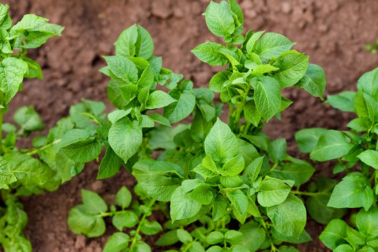"Potato Tops"-Bilder: Stock-Fotos & -Videos. | Adobe Stock