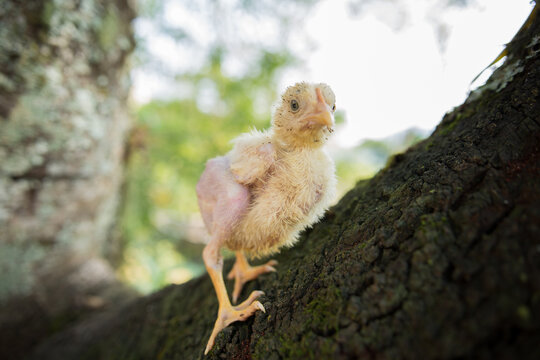 รูปภาพPollito – เลือกดูภาพถ่ายสต็อก เวกเตอร์ และวิดีโอ573 | Adobe Stock