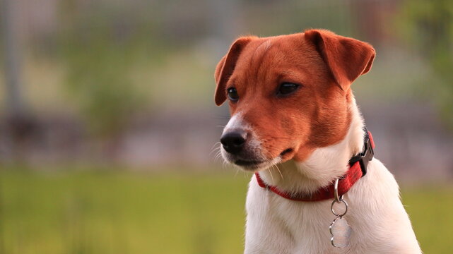 รูปภาพJrt – เลือกดูภาพถ่ายสต็อก เวกเตอร์ และวิดีโอ2,564 | Adobe Stock