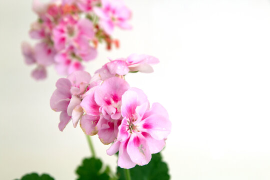 รูปภาพFolwer – เลือกดูภาพถ่ายสต็อก เวกเตอร์ และวิดีโอ235 | Adobe Stock