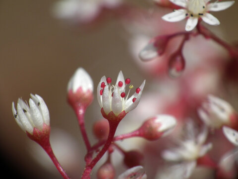 รูปภาพ"Piante – เลือกดูภาพถ่ายสต็อก เวกเตอร์ และวิดีโอ29,592 | Adobe Stock