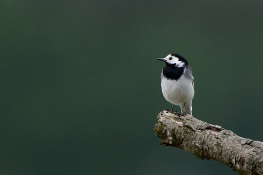 Pliszka Bilder – Durchsuchen 246 Archivfotos, Vektorgrafiken und Videos ...