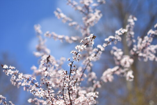 Fiower Images – Browse 204 Stock Photos, Vectors, and Video | Adobe Stock