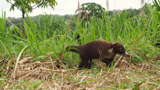 Tejon Images – Browse 180 Stock Photos, Vectors, and Video | Adobe Stock