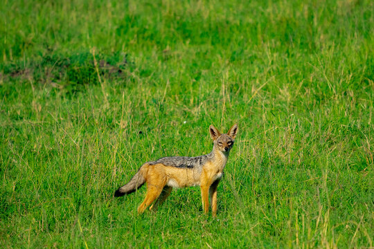 Chacal Images – Browse 2,244 Stock Photos, Vectors, and Video | Adobe Stock