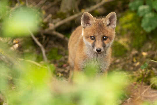 Renardeau Imagens – Procure 327 fotos, vetores e vídeos | Adobe Stock