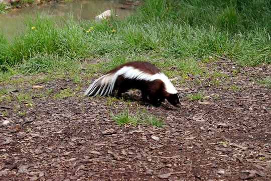 Moufette Images – Browse 193 Stock Photos, Vectors, and Video | Adobe Stock