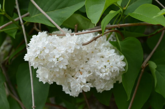 Obrazy (Bzu) — zdjęcia, wektory i wideo bez tantiem (473) | Adobe Stock