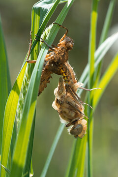 รูปภาพHemimetaboly – เลือกดูภาพถ่ายสต็อก เวกเตอร์ และวิดีโอ114 | Adobe ...