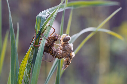 รูปภาพHemimetaboly – เลือกดูภาพถ่ายสต็อก เวกเตอร์ และวิดีโอ223 | Adobe ...