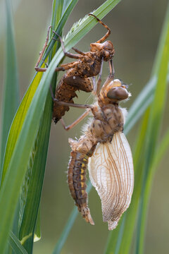 รูปภาพHemimetaboly – เลือกดูภาพถ่ายสต็อก เวกเตอร์ และวิดีโอ114 | Adobe ...