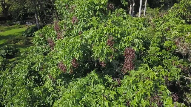 Jaboncillo Images – Browse 81 Stock Photos, Vectors, and Video | Adobe ...