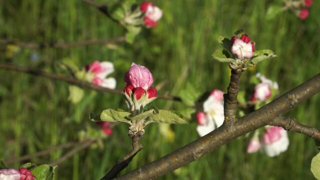 Fruit-Tree Images – Browse 3,009 Stock Photos, Vectors, and Video ...