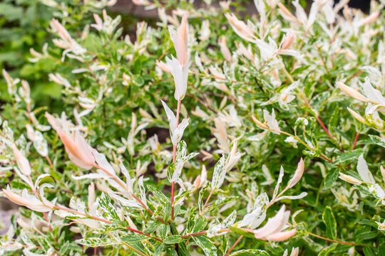 Hakura Images – Browse 63 Stock Photos, Vectors, and Video | Adobe Stock