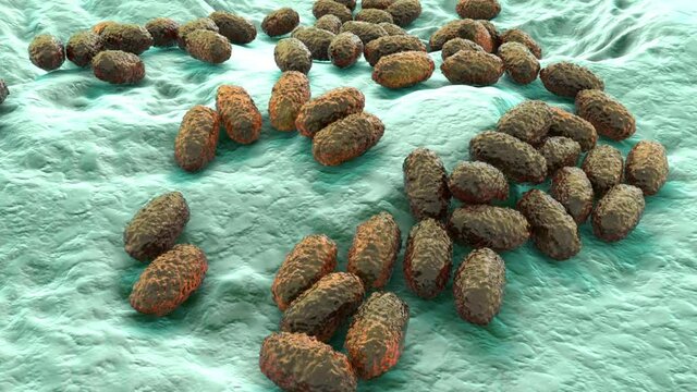 Coccobacilli 影像 – 瀏覽 383 個素材庫相片、向量圖和影片 | Adobe Stock
