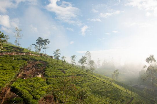 Anuradha photos, images, assets | Adobe Stock