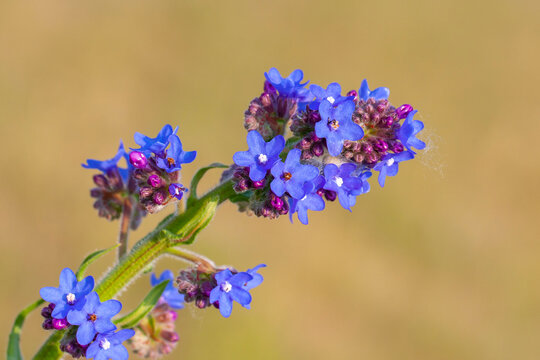 รูปภาพ"Italian Bugloss" – เลือกดูภาพถ่ายสต็อก เวกเตอร์ และวิดีโอ1,903 ...