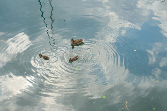 Runzeln Bilder – Durchsuchen 14,881 Archivfotos, Vektorgrafiken und ...