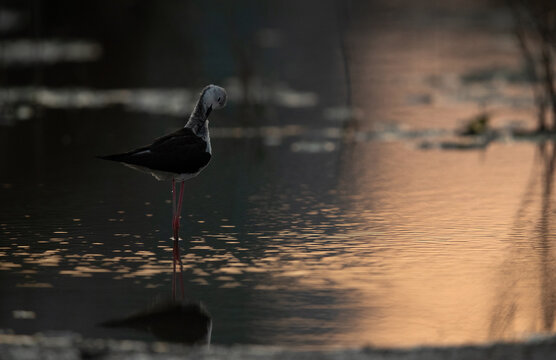 Neoaves Bilder – Durchsuchen 1,161 Archivfotos, Vektorgrafiken und ...