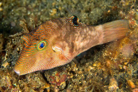 Canthigaster Bilder – Durchsuchen 221 Archivfotos, Vektorgrafiken und ...