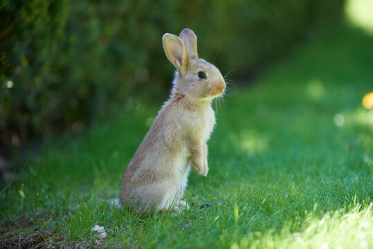 Wild Rabbit Standing