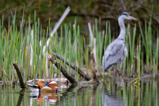 Entenangeln-Bilder: Stock-Fotos & -Videos. | Adobe Stock