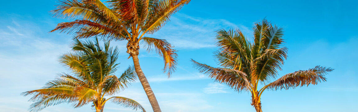Tropical Header Images – Browse 12,658 Stock Photos, Vectors, and Video ...