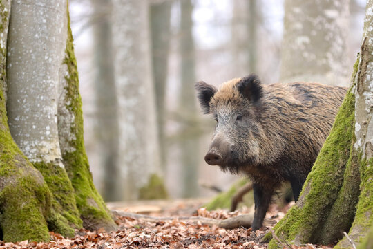 รูปภาพAllesfresser – เลือกดูภาพถ่ายสต็อก เวกเตอร์ และวิดีโอ4,572 ...